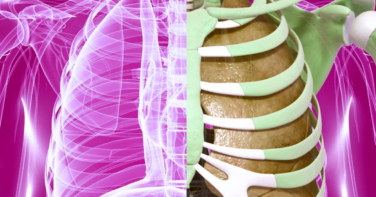 Anatomy of the Thorax